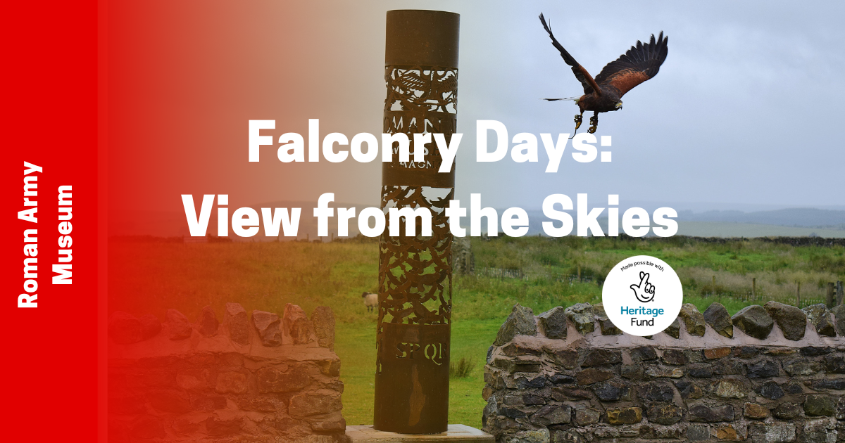 Falconry Days: A View from the Skies - Roman Army Museum